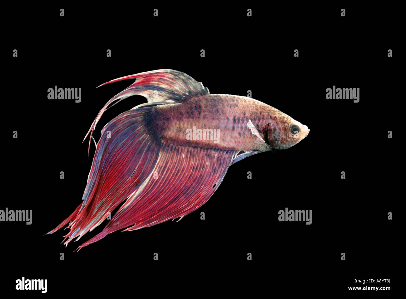 SIAMESE FIGHTER MALE SIDE VIEW Stock Photo - Alamy