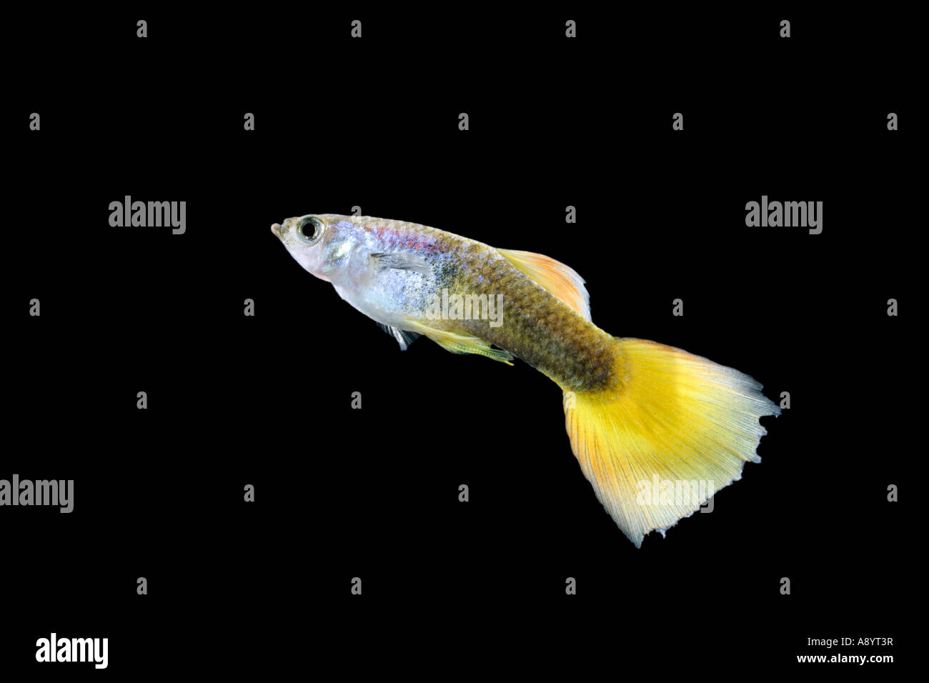 Guppy fish yellow hi-res stock photography and images - Alamy