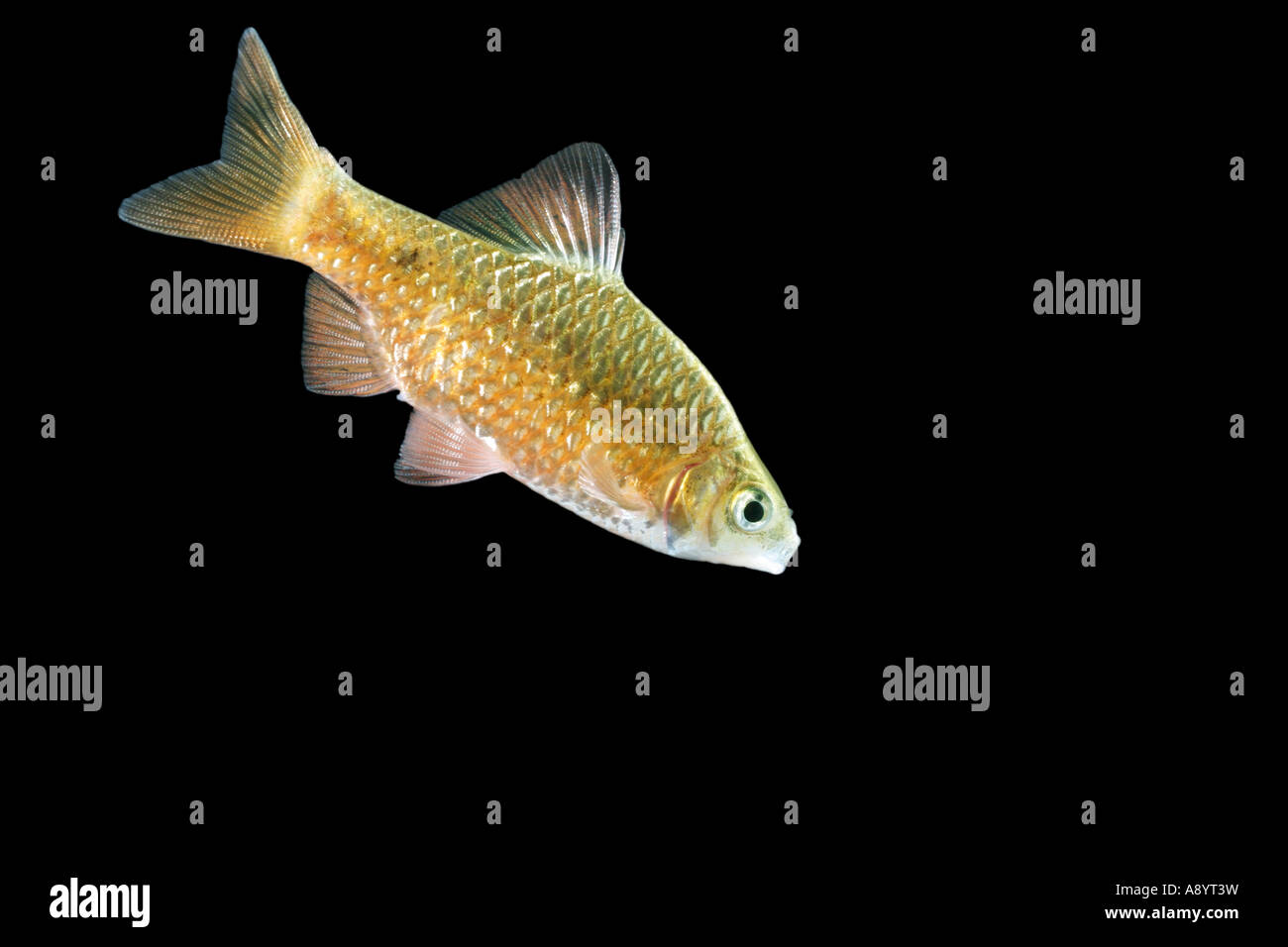 ROSY NEON BARB SWIMMING BLACK BACKGROUND Stock Photo - Alamy