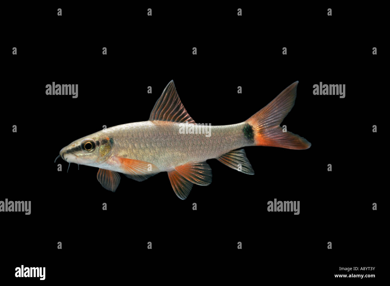 RUBY SHARK SWIMMING BLACK BACKGROUND Stock Photo - Alamy