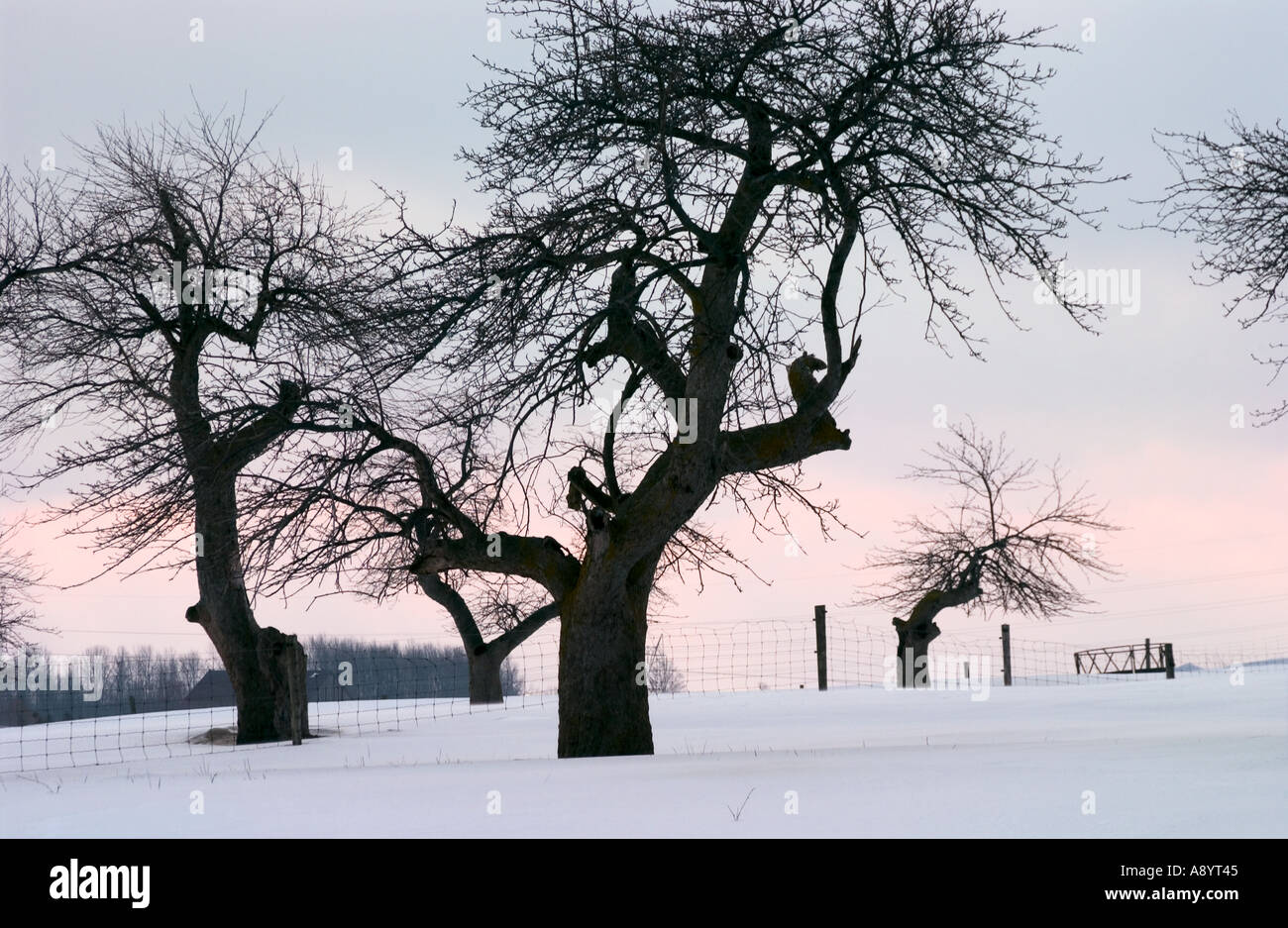 Winter scene with trees Stock Photo - Alamy