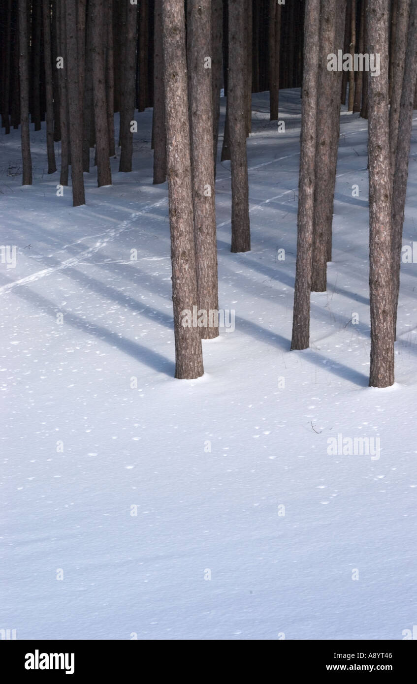 Winter scene with trees Stock Photo - Alamy