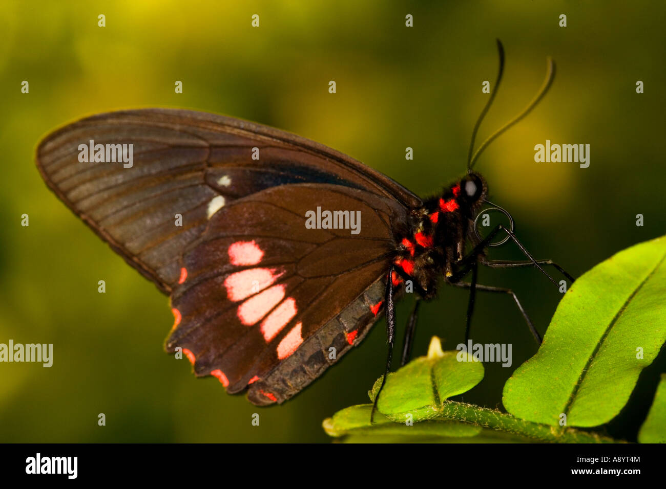 Rosina butterfly hi-res stock photography and images - Alamy