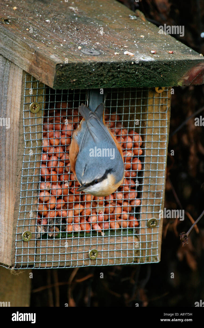 NUTHATCH SITTA EUROPAEA ON NUTFEEDER FRONT VIEW Stock Photo - Alamy