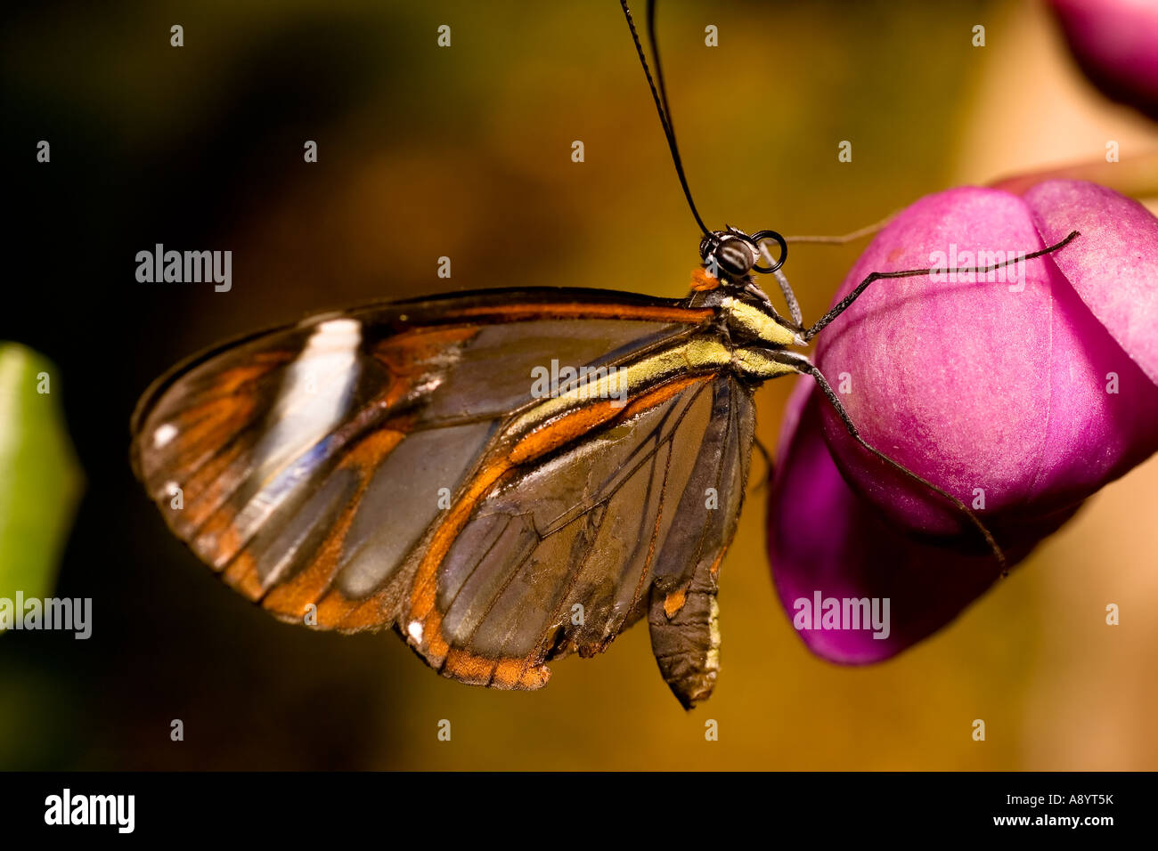 Ithomia tropical butterflies Stock Photo - Alamy
