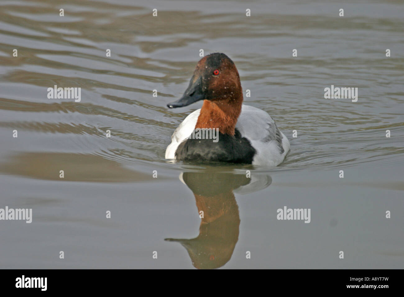 CANVASBACK AYTHYA VALISINERIA DRAKE SWIMMING FV Stock Photo - Alamy