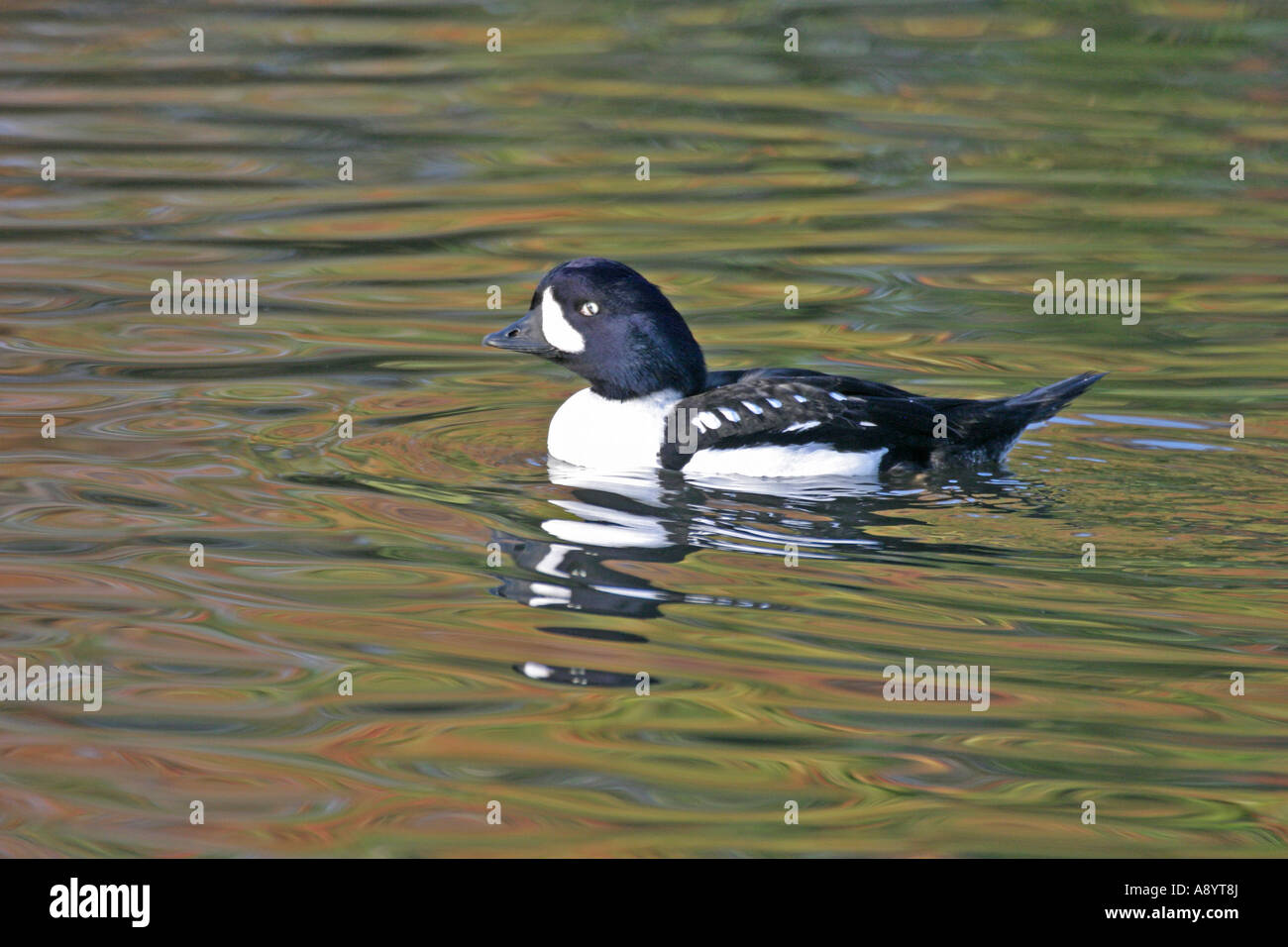GOLDENEYE BUCEPHALA CLANGULA DRAKE SWIMMING SV Stock Photo - Alamy