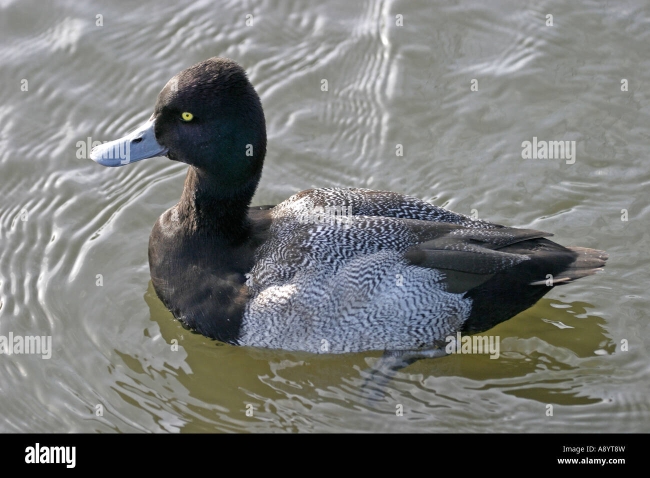 LESSER SCAUP AYTHYA AFFINIS DRAKE SWIMMING SV Stock Photo - Alamy