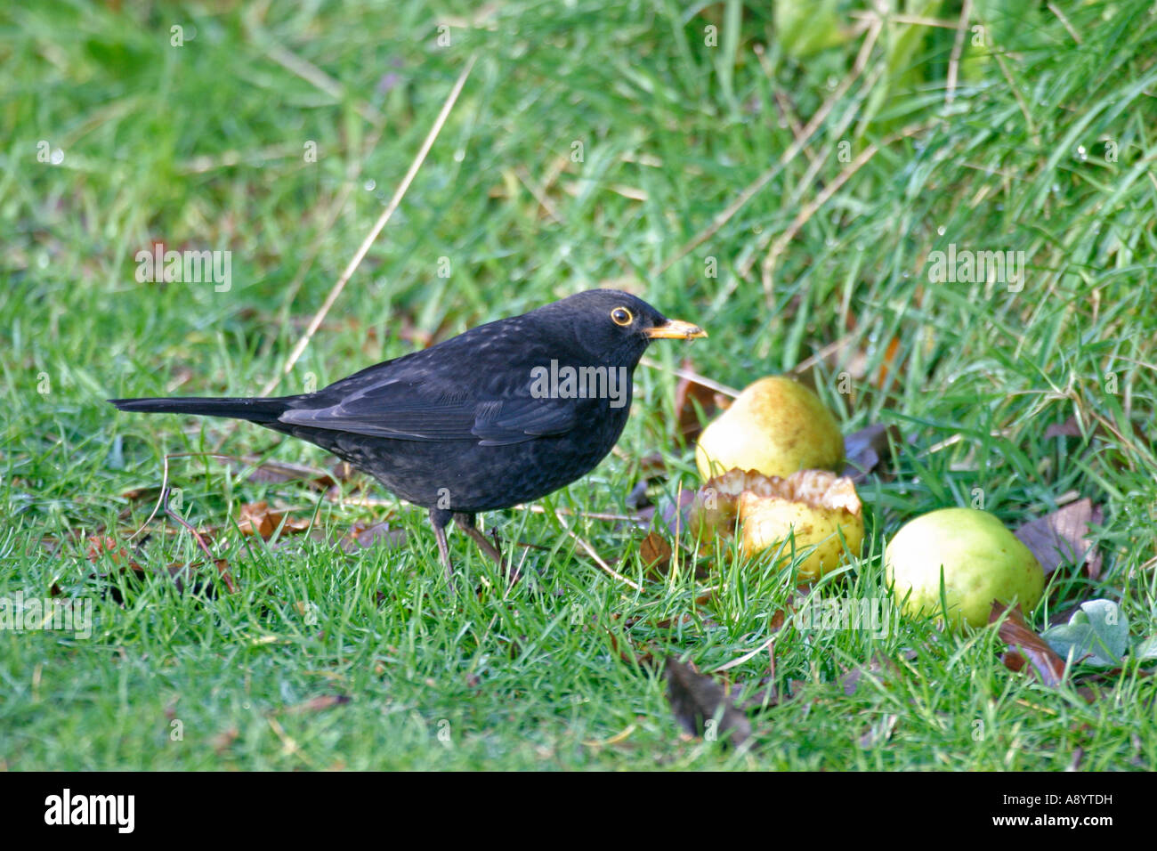 Blackbird apple hi-res stock photography and images - Alamy