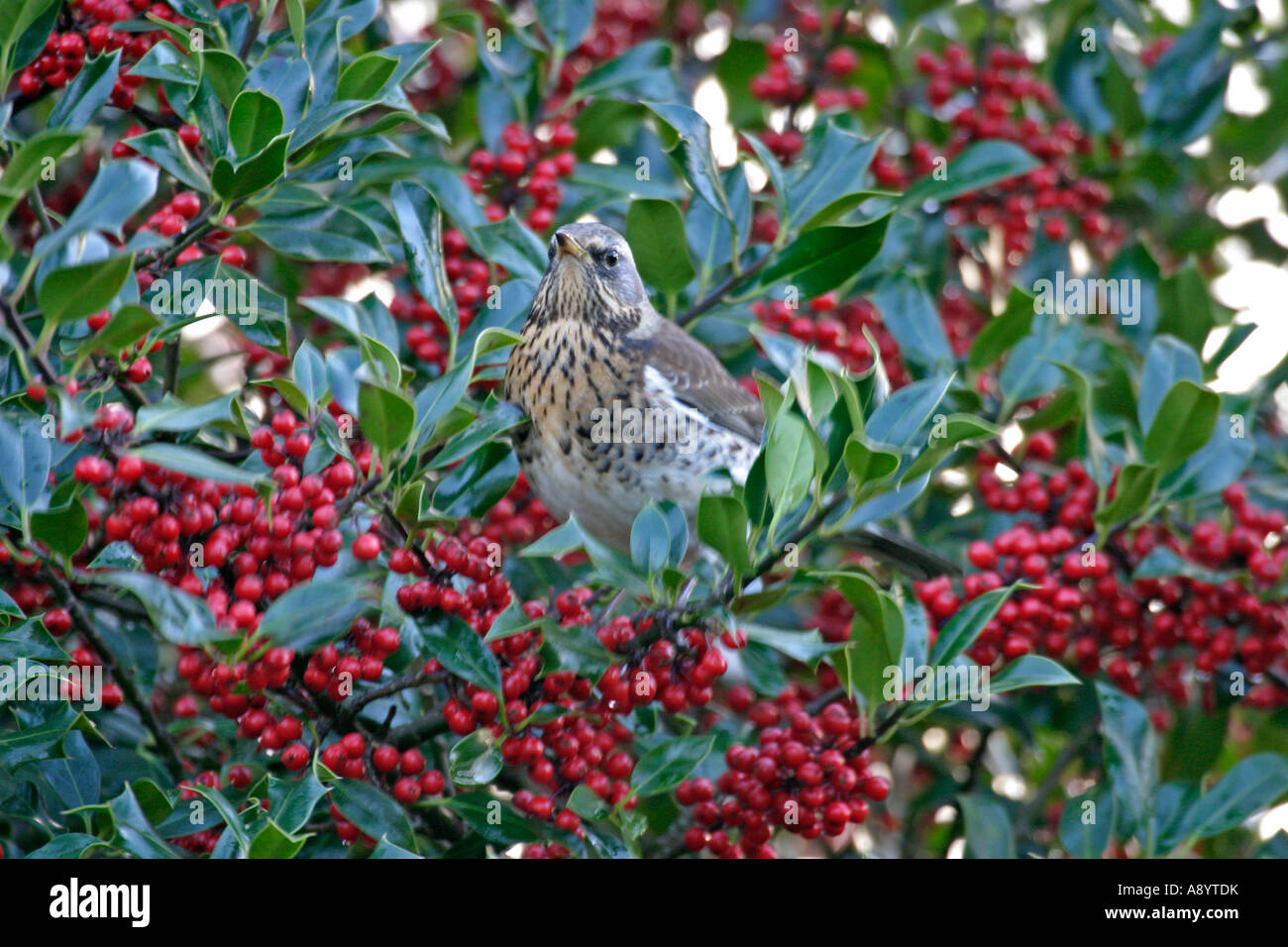 FIELDFARE TURDUS PILARIS IN HOLLY BUSH FV Stock Photo - Alamy