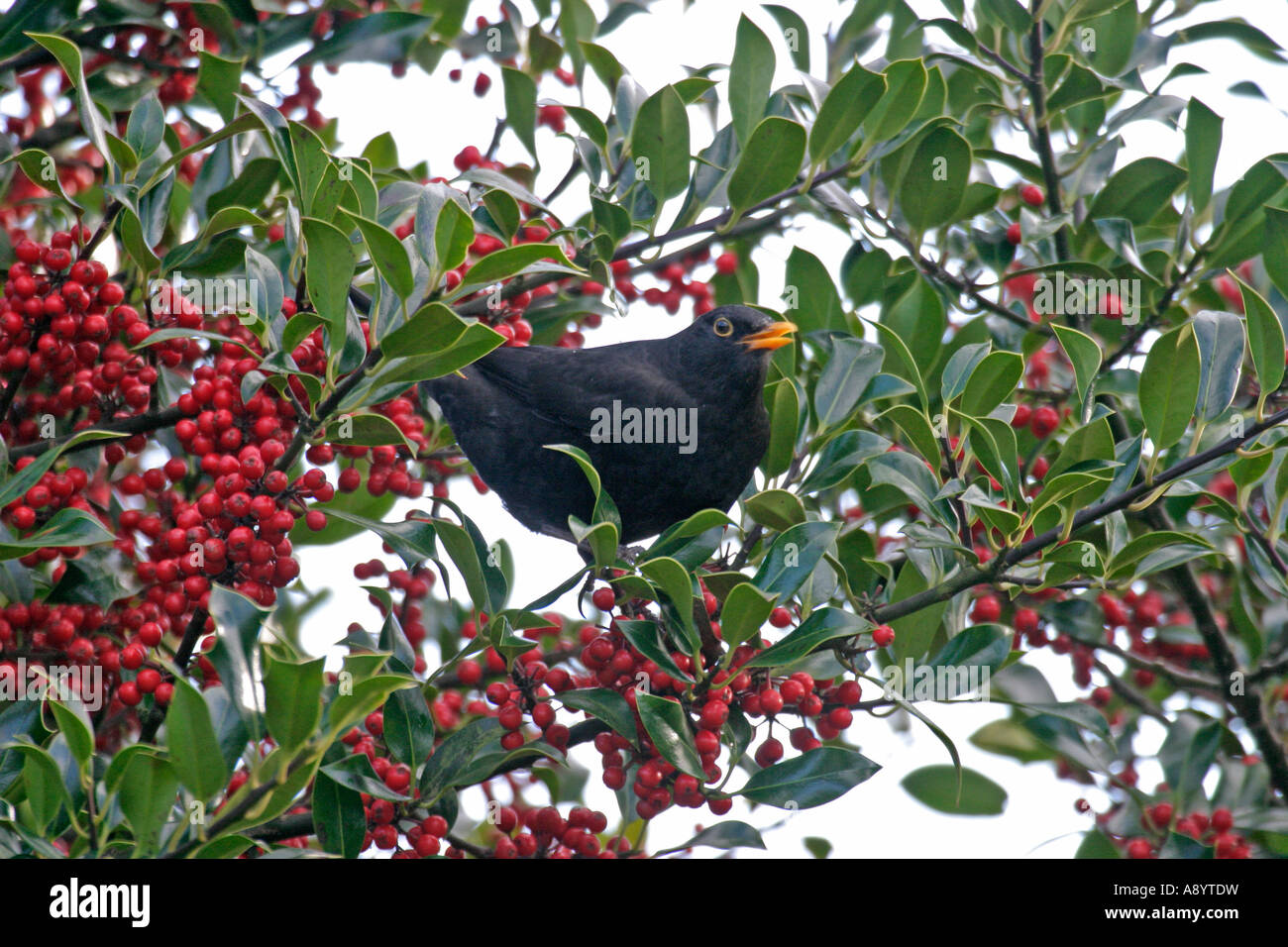 BLACKBIRD TURDUS MERULA IN HOLLY TREE SV Stock Photo - Alamy