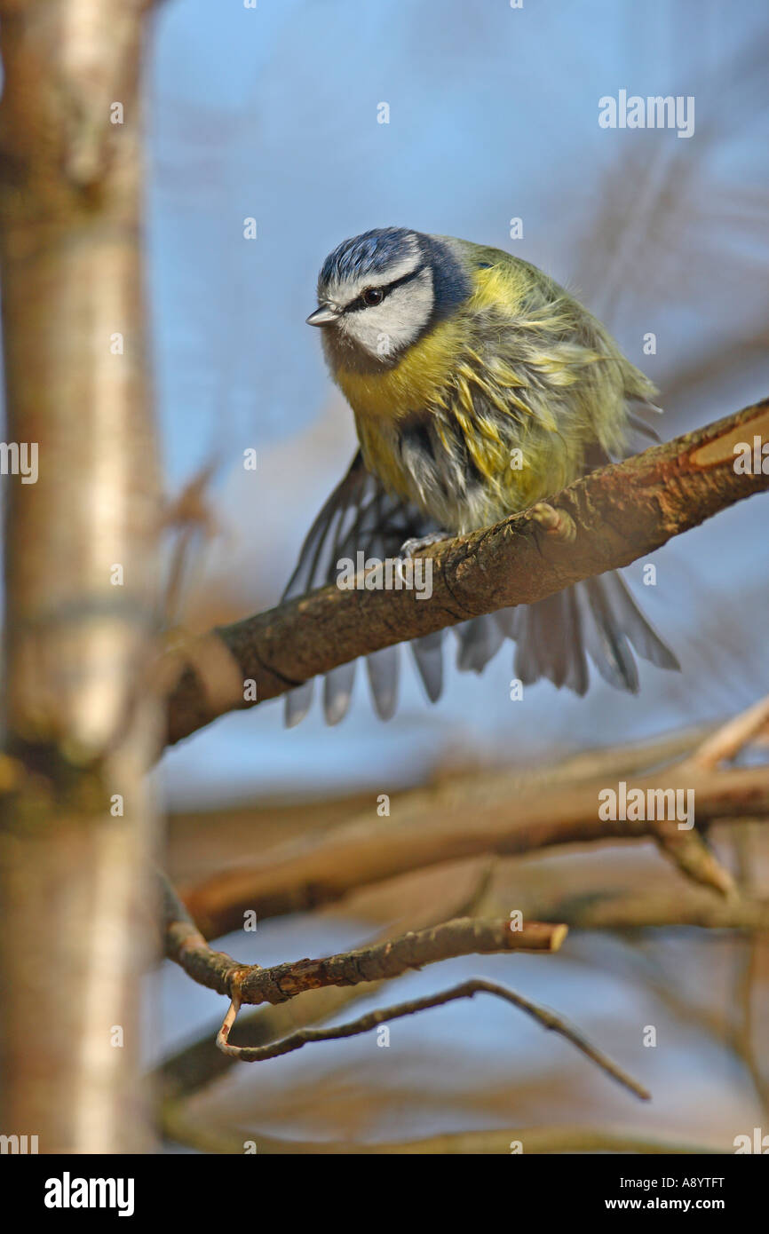 BLUE TIT PARUS CAERULEUS PERCHING IN HAZEL TREE DRYING FEATHERS Stock Photo - Alamy