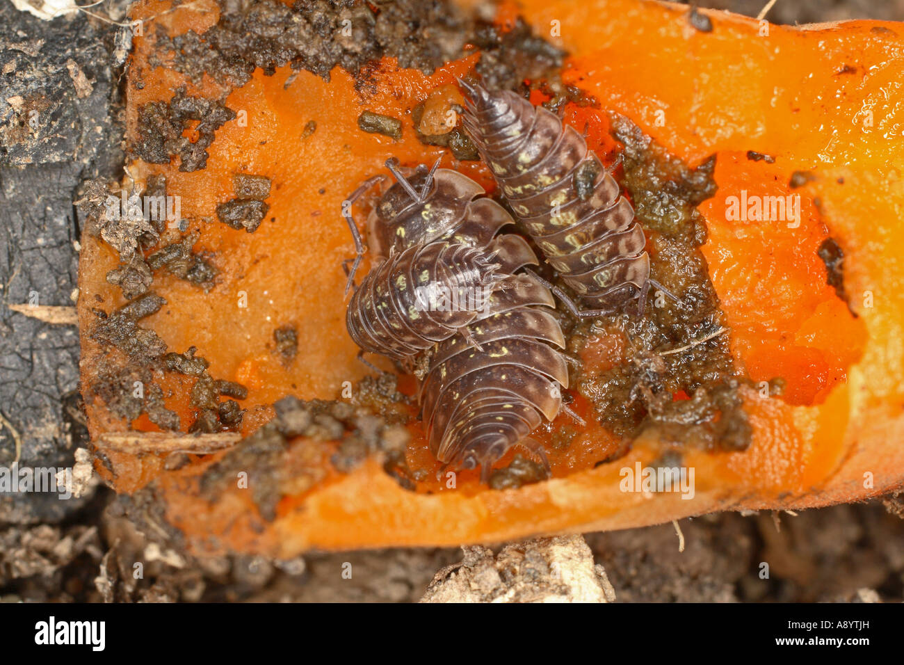 Carrot underground hi-res stock photography and images - Alamy