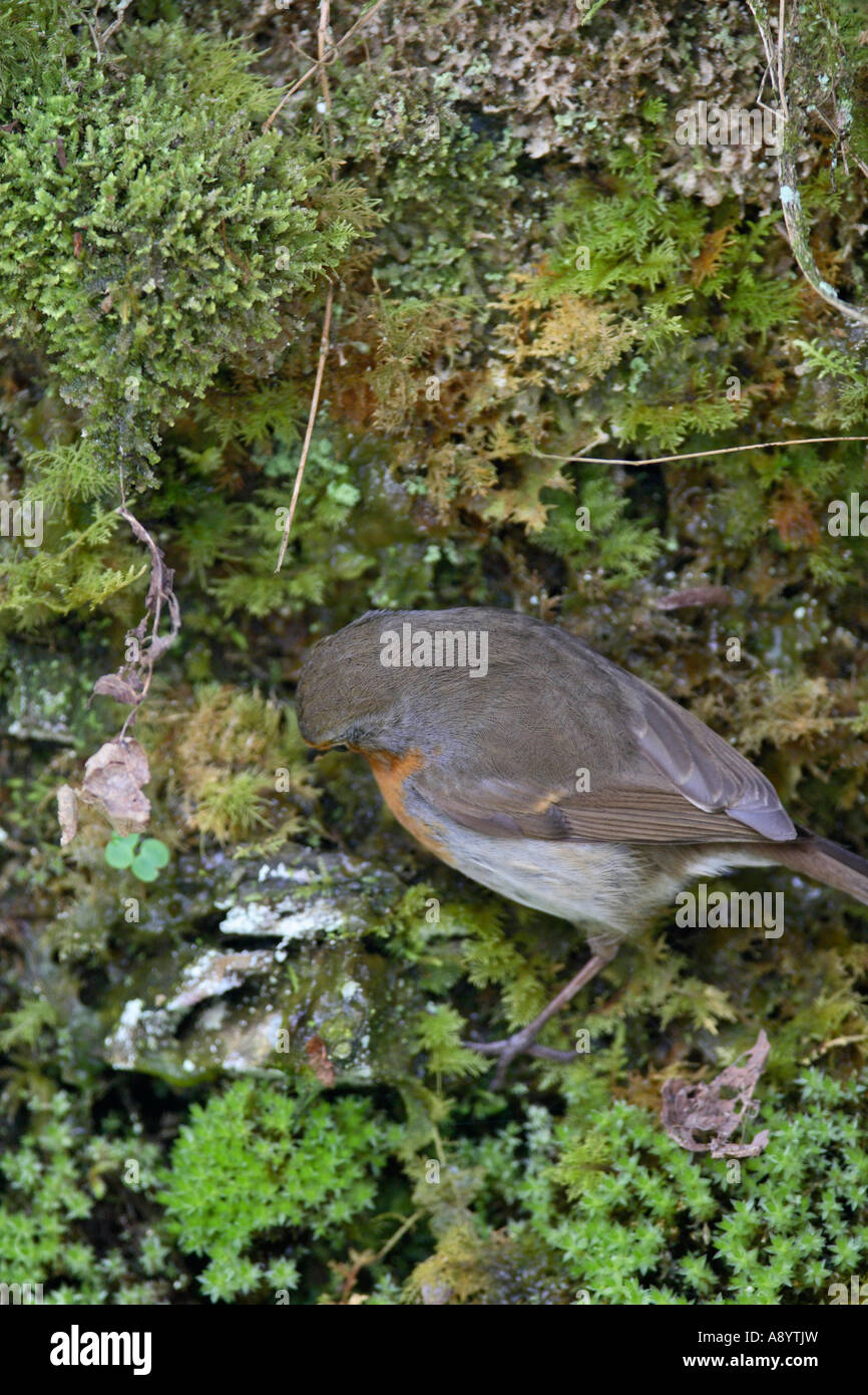 ROBIN ERITHACUS RUBECULA COLLECTING MOSS FOR NEST BUILDING Stock Photo ...