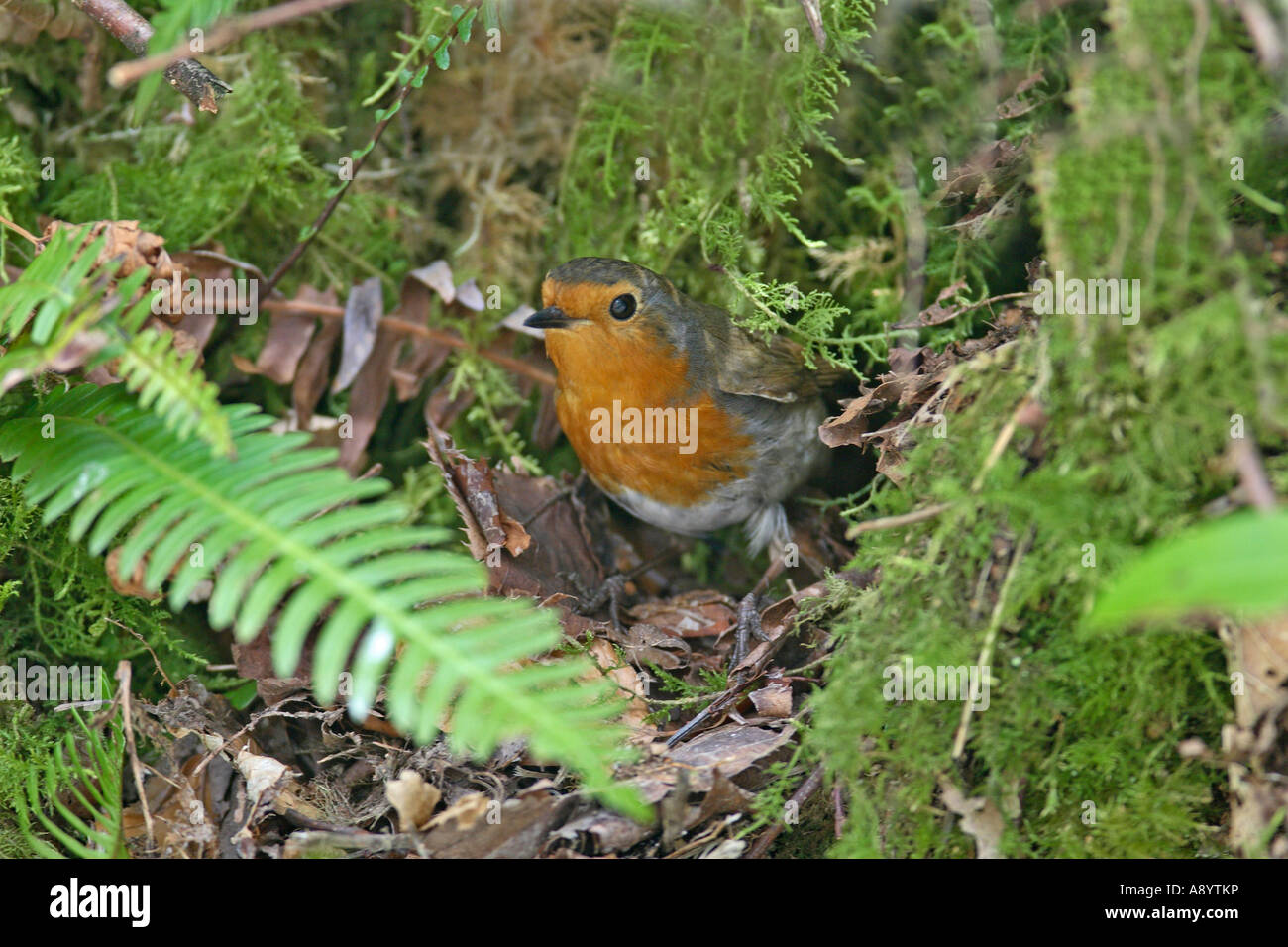 ROBIN ERITHACUS RUBECULA BUILDING NEST IN MOSSY BANK Stock Photo - Alamy