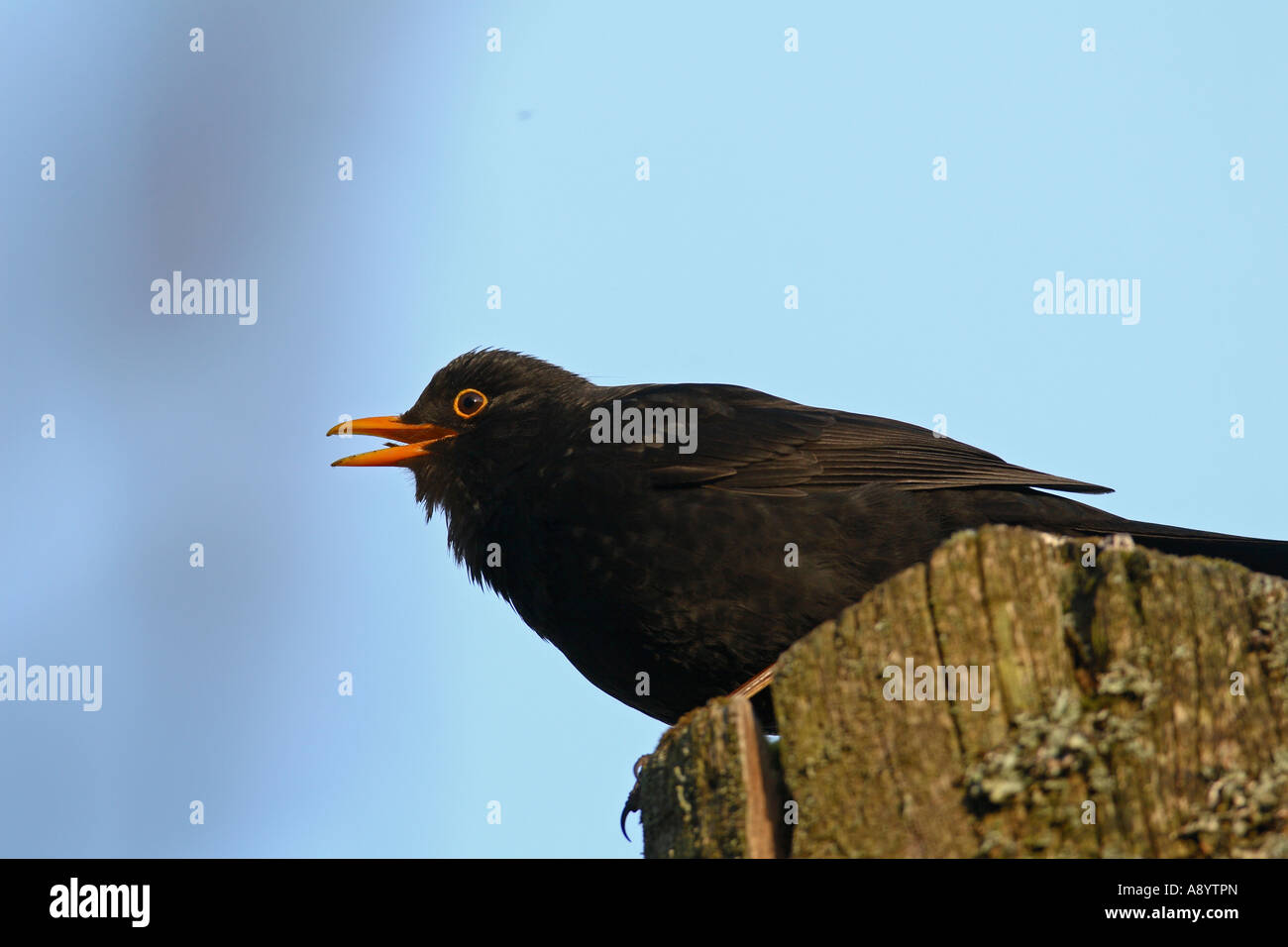 Top of telegraph pole hi-res stock photography and images - Alamy