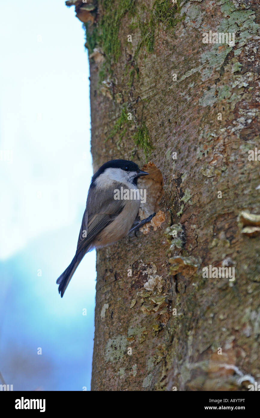 WILLOW TIT PARUS MONTANUS AT ENTRANCE TO NEST HOLE IN DEAD BEECH TRUNK ...