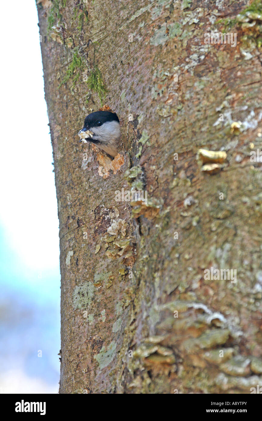 WILLOW TIT PARUS MONTANUS COMING OUT OF NEST HOLE WITH BEAKFULL OF WOOD ...