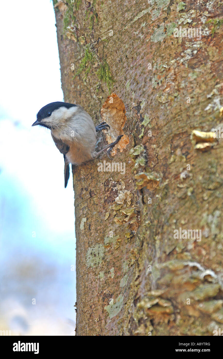 WILLOW TIT PARUS MONTANUS AT ENTRANCE TO NEST HOLE IN DEAD BEECH TRUNK ...