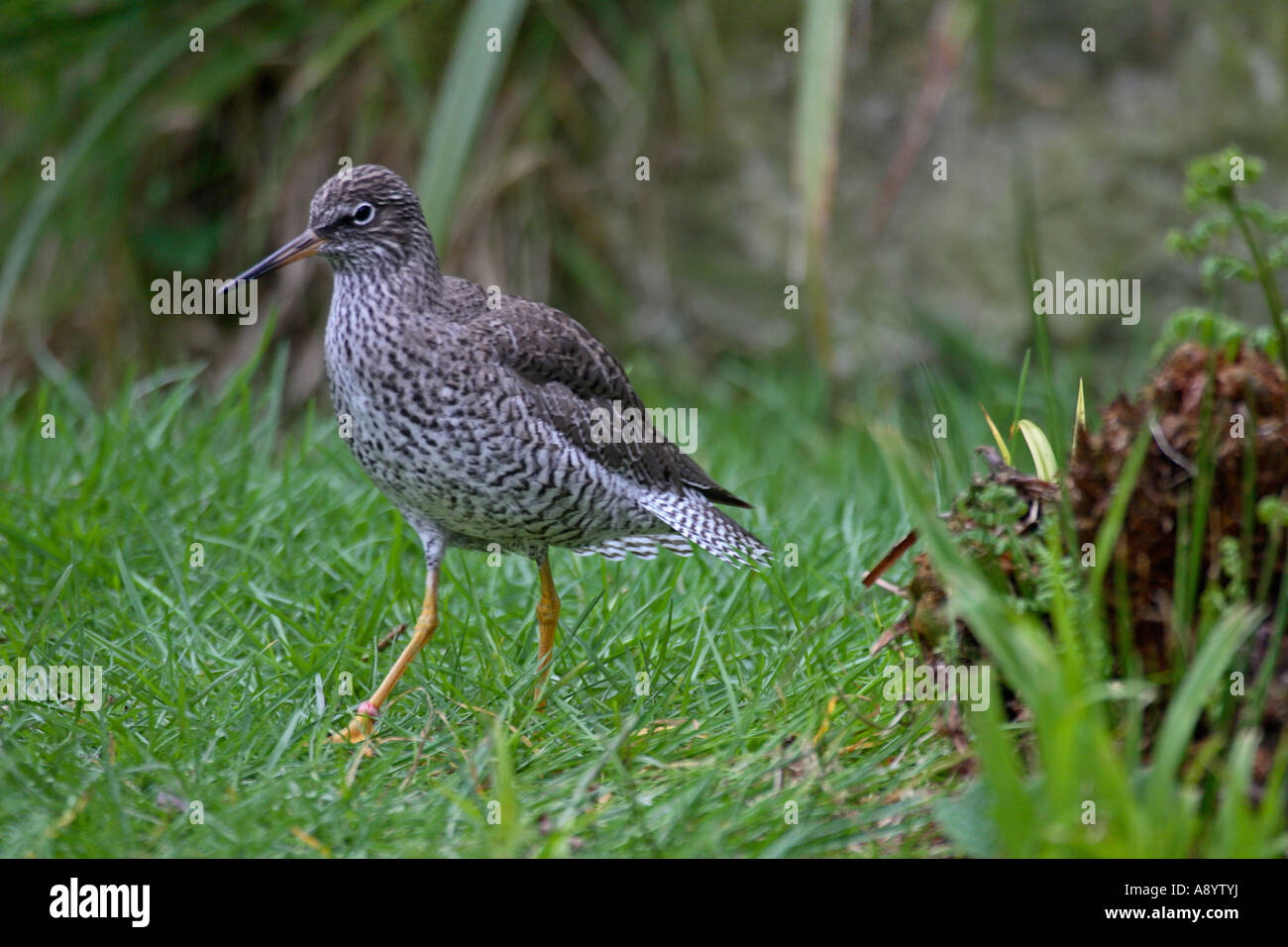 REDSHANK TRINGA TOTANUS DISPLAYING SV Stock Photo - Alamy