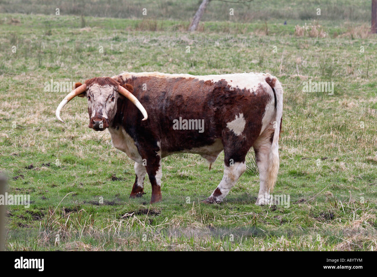 BULL STANDING SV OLD ENGLISH LONGHORN Stock Photo - Alamy