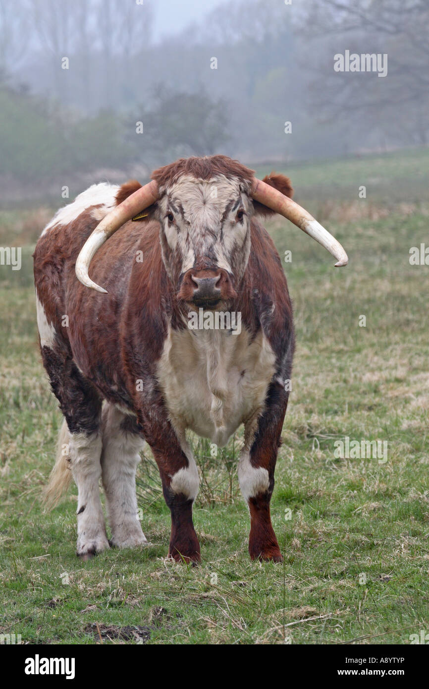 BULL STANDING FV Stock Photo - Alamy