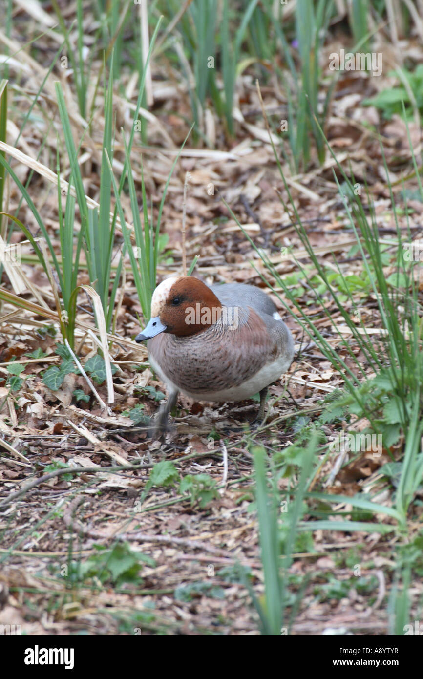 WIGEON ANAS PENELOPE0 DRAKE MOVING THROUGH SEDGE FV Stock Photo - Alamy