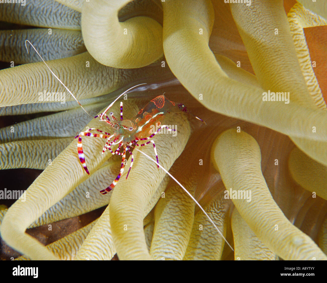 Spotted cleaner shrimp Stock Photo - Alamy