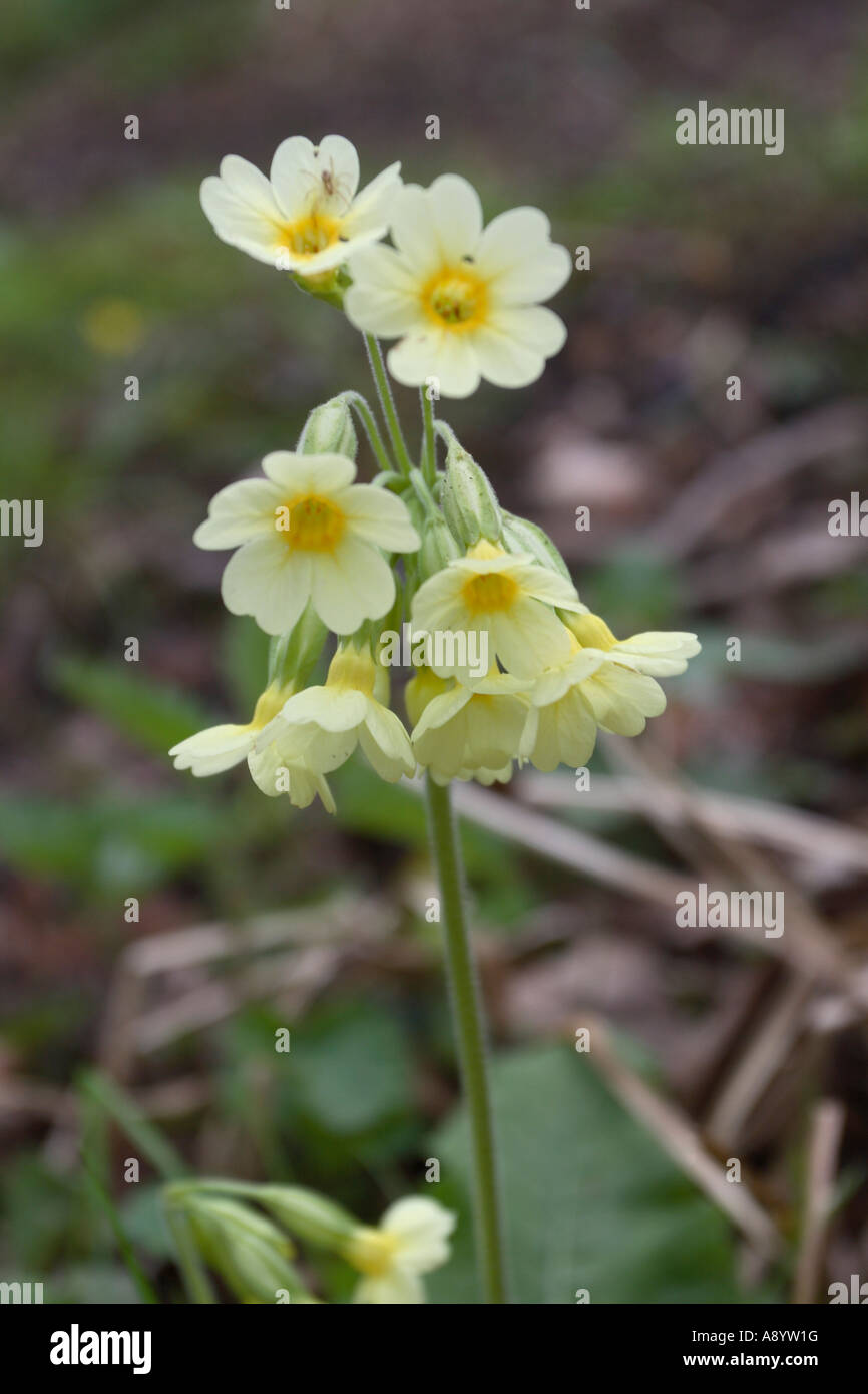 OXSLIP A CROSS BETWEEN A PRIMROSE AND COWSLIP PLANT IN FLOWER Stock ...