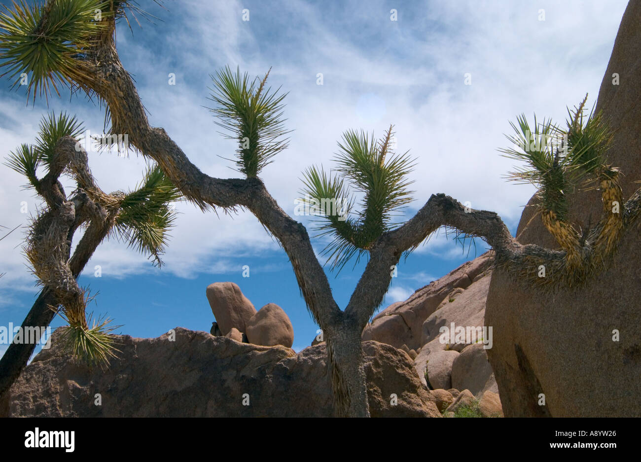 Shapes of Joshua tree California Stock Photo - Alamy