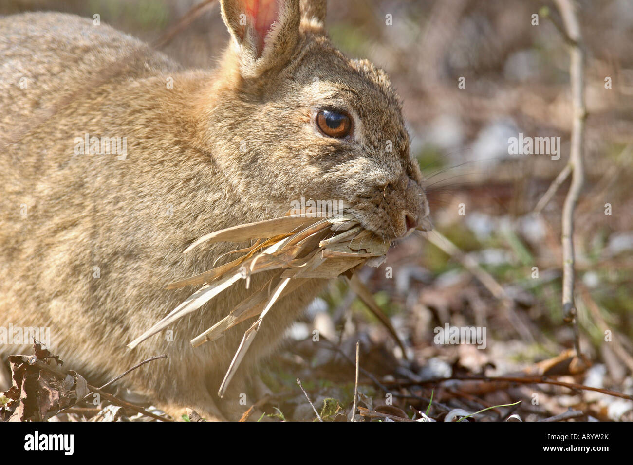 RABBIT ORYCTOLAGUS CUNICULUS FEMALE GATHERING LEAF LITTER FOR NEST ...