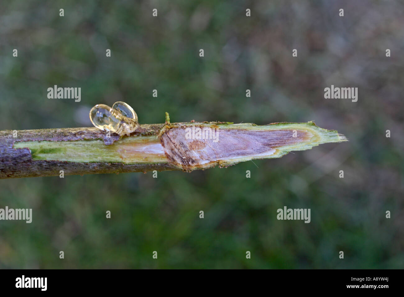 SILVERLEAF ATTACK ON PLUM TREE Stock Photo - Alamy