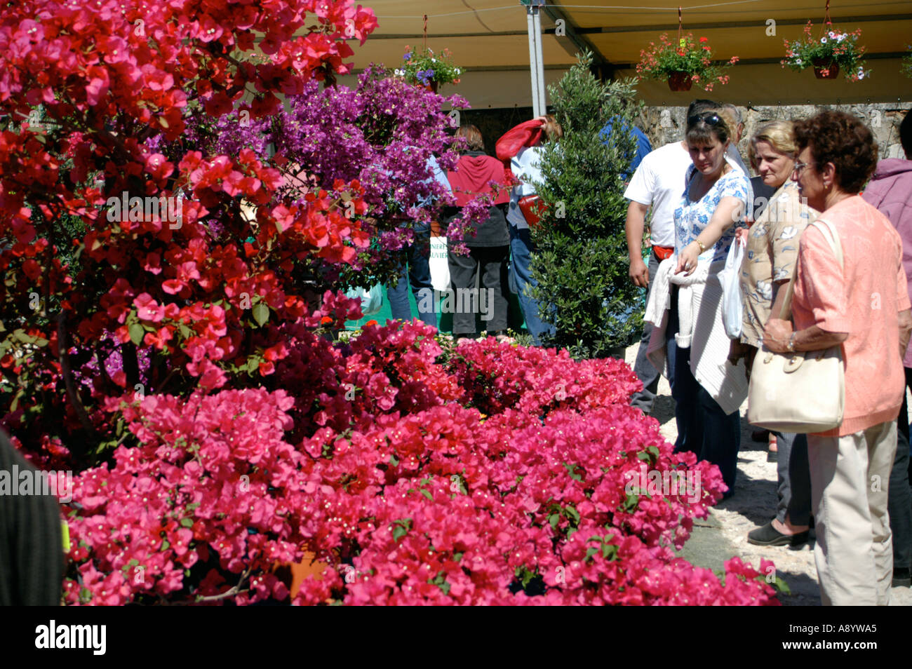french flower and plant show and horticultural display in st jean de ...