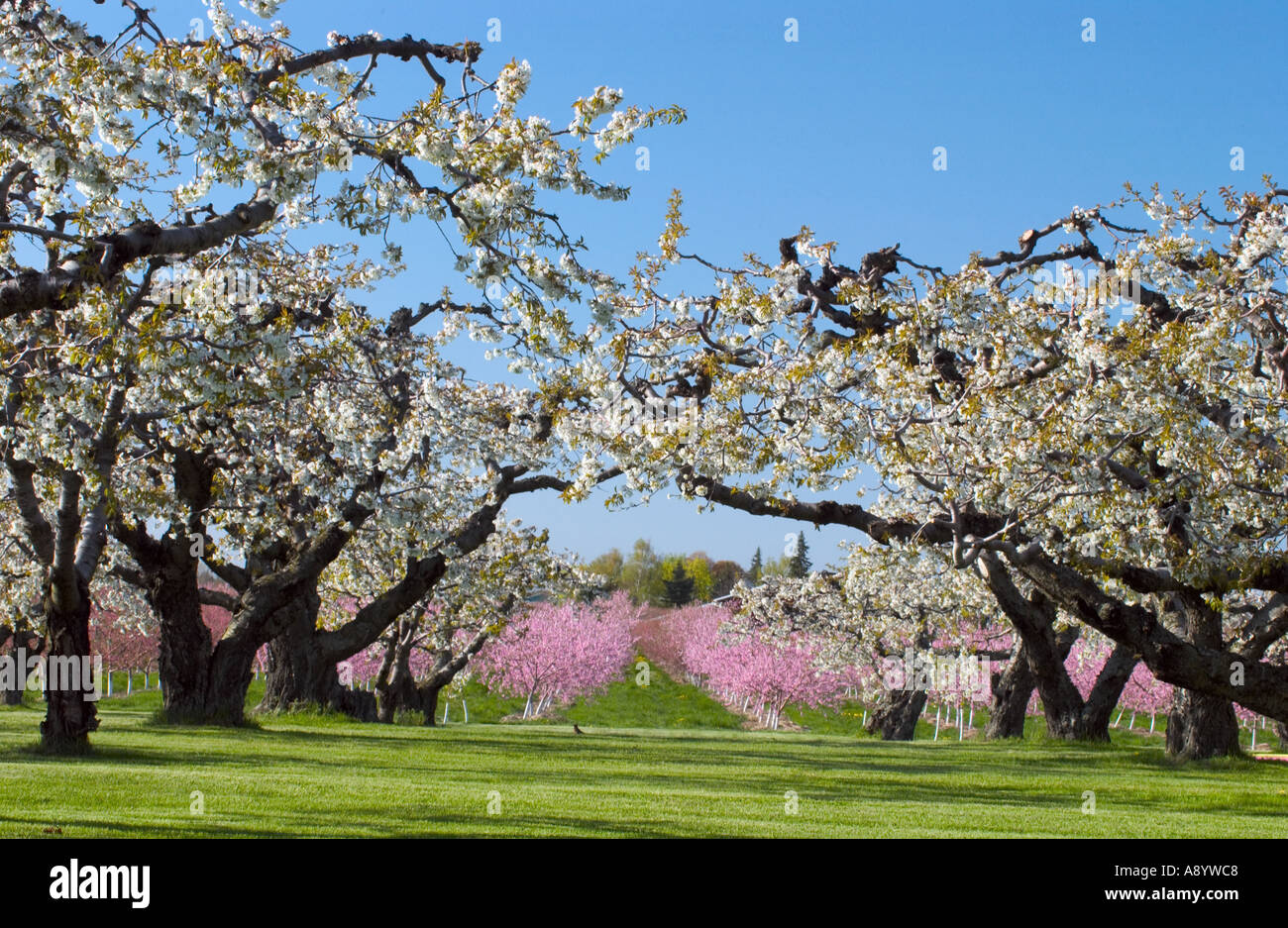 Spring scene in blooming orchard Stock Photo - Alamy