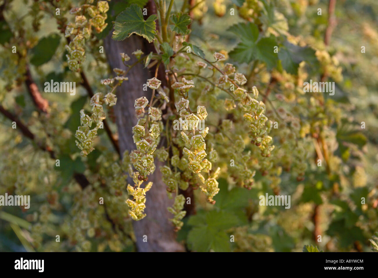 BLACKCURRANT BUSH IN FLOWER Stock Photo - Alamy