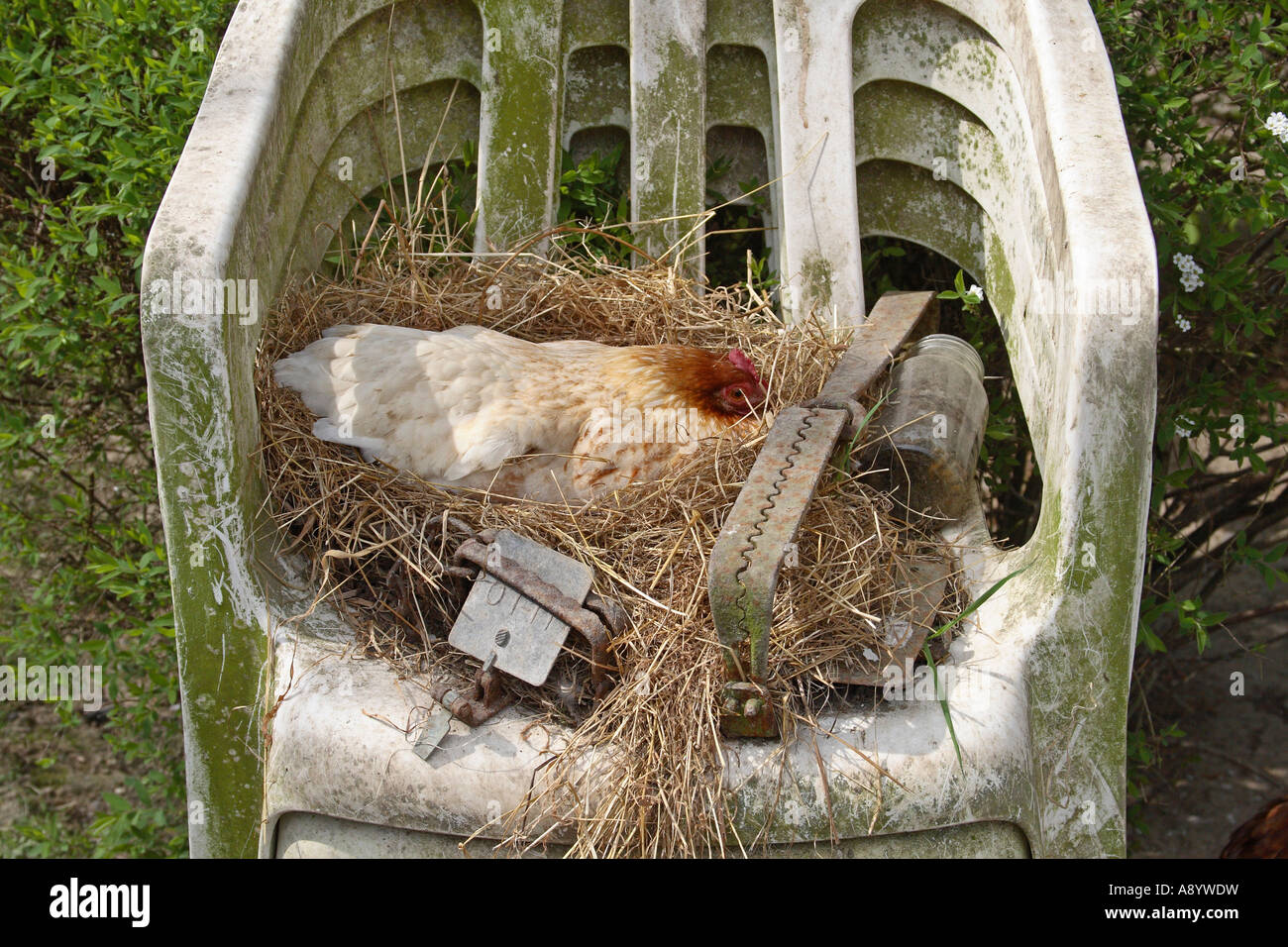 BANTAM HEN SITTING ON NEST IN CHAIR Stock Photo - Alamy
