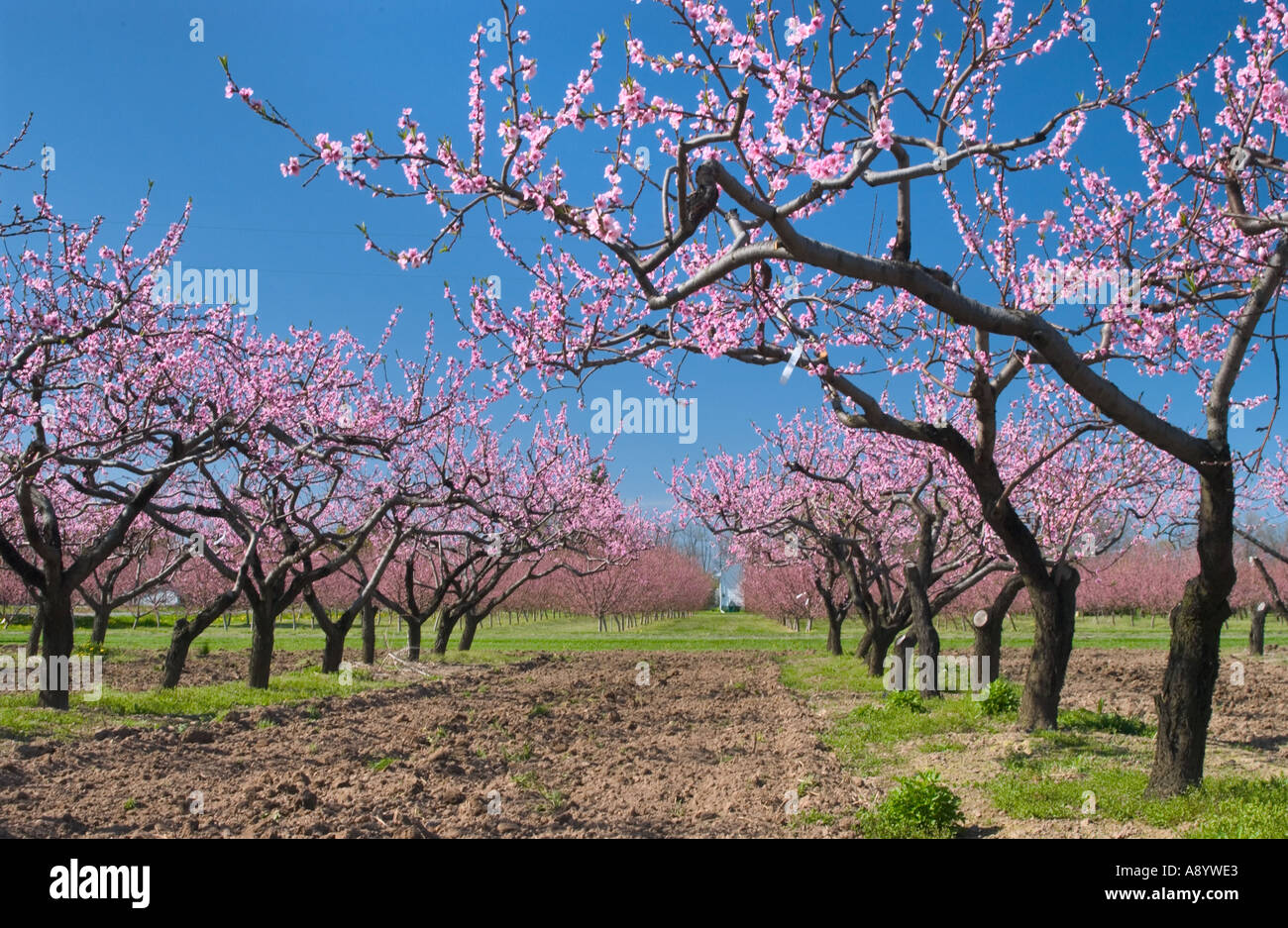 Spring flowering peaches in hi-res stock photography and images - Alamy