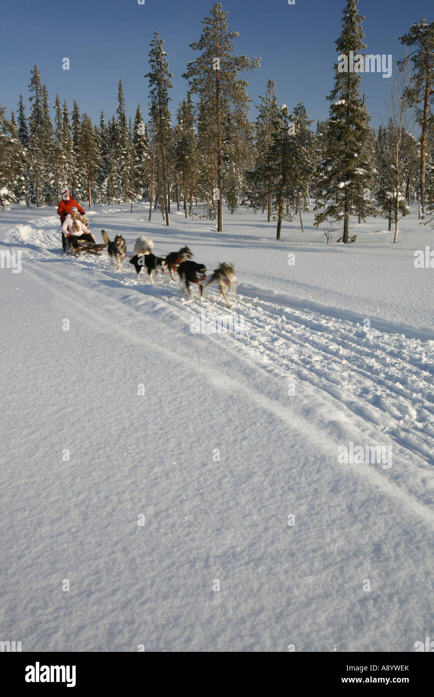 Husky dog sledding in Lapland's Arctic nature Stock Photo - Alamy