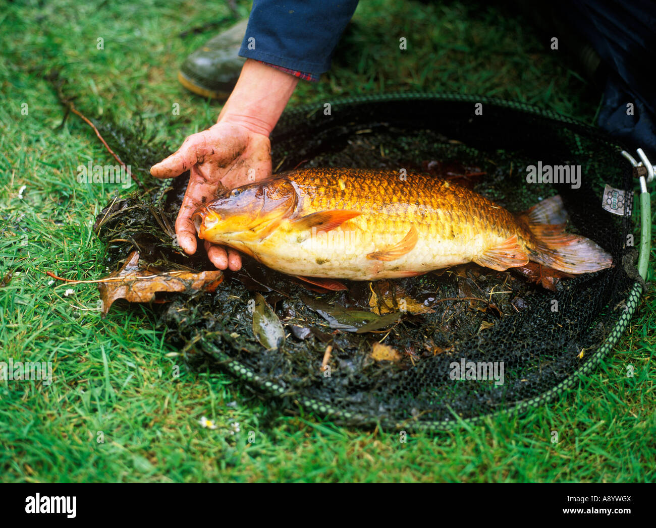 CLEANING OUT THE POND NET THE FISH AND MOVE TO A SAFE AREA Stock Photo ...