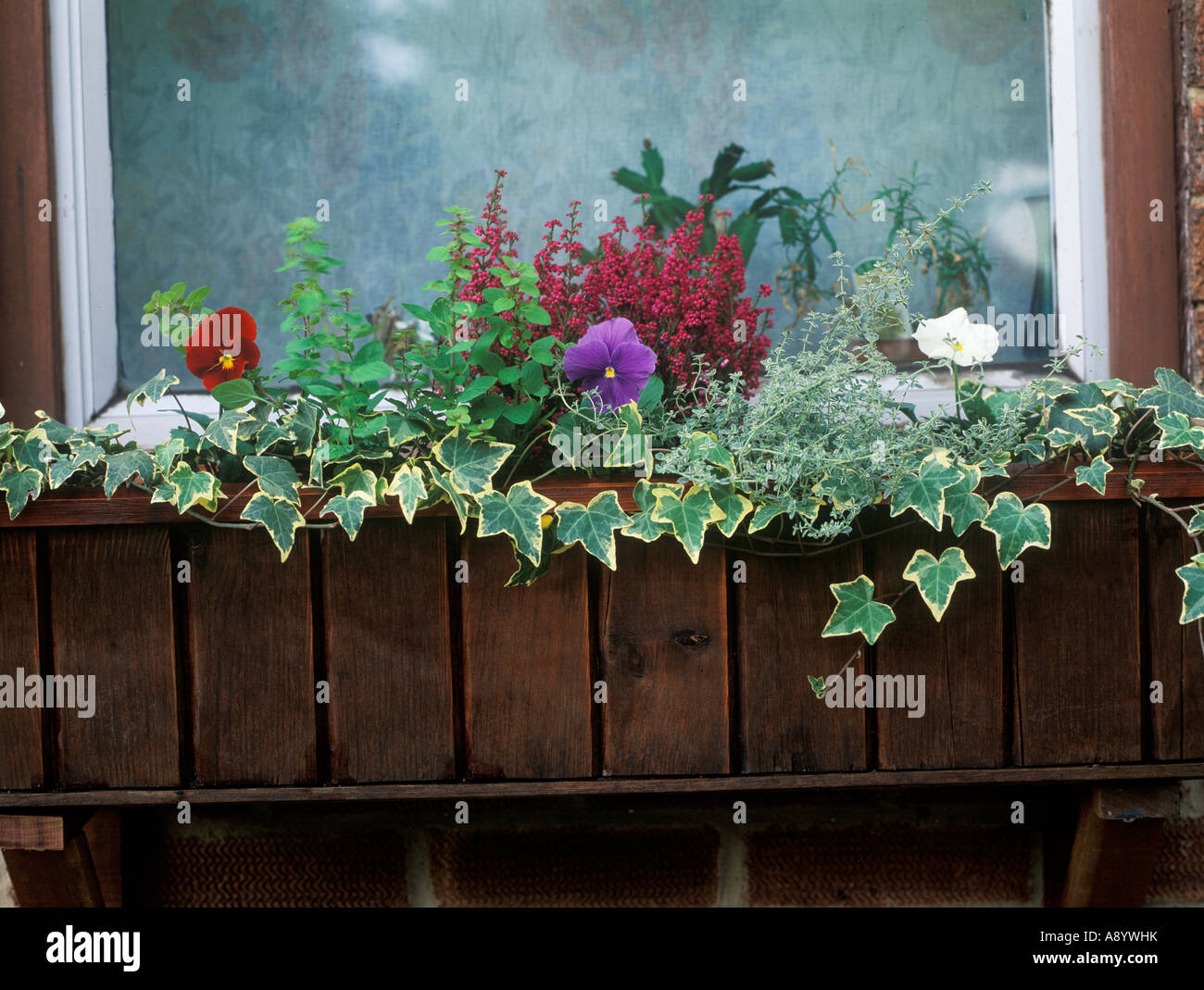 WINTER WINDOW BOX WITH HEATHERS PANSIES AND IVY Stock Photo - Alamy