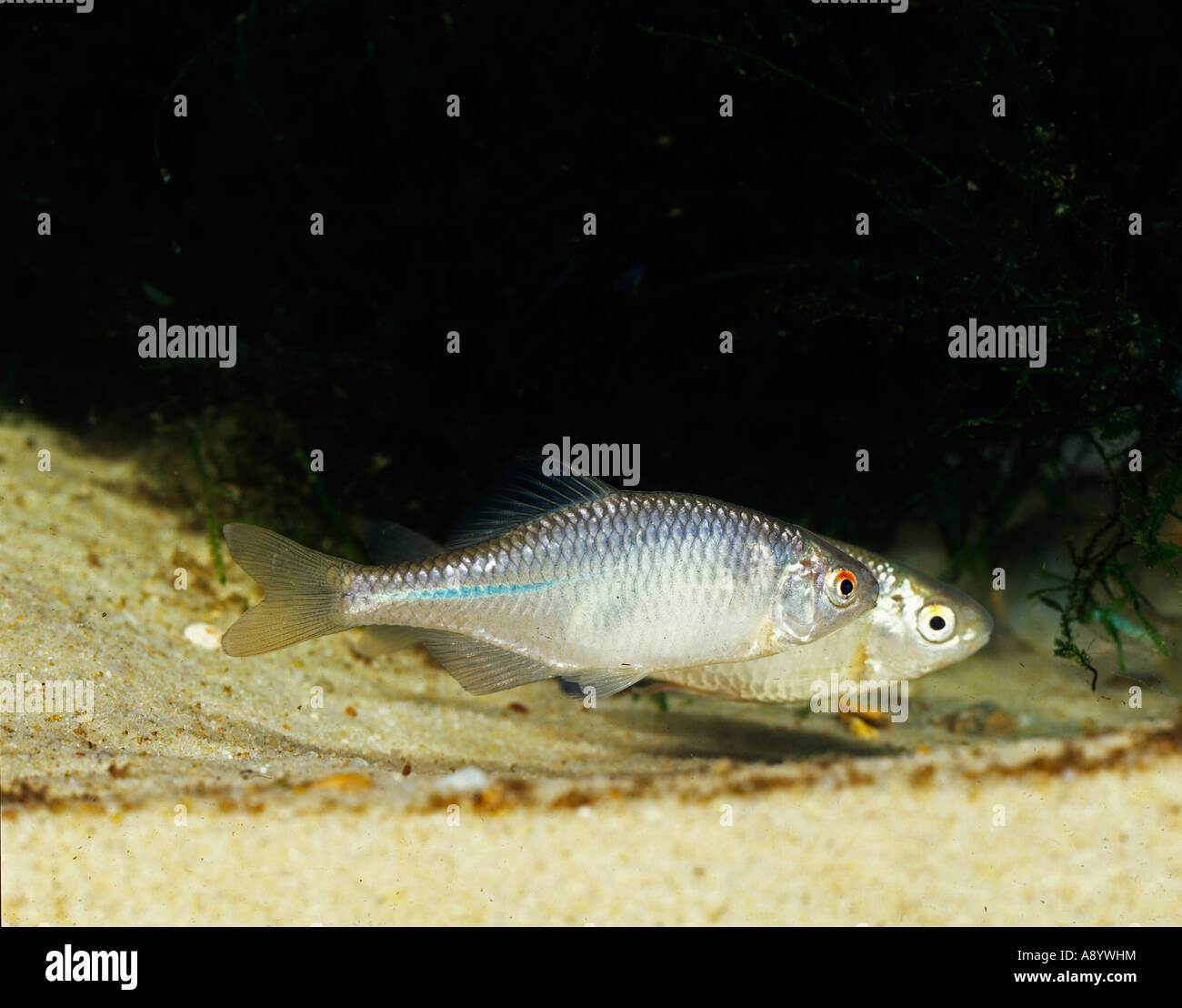 BITTERLING MALE AND FEMALE SIDE VIEW Stock Photo - Alamy