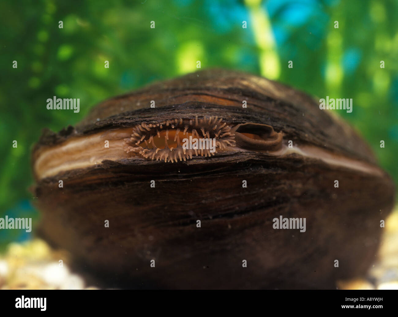 SWAN MUSSEL SHOWING INHALENT AND EXHALENT VALVES Stock Photo - Alamy