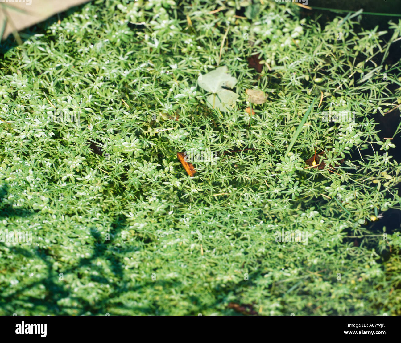 WATER STARWORT CALLITRICHE STAGNALIS CLOSE UP Stock Photo - Alamy