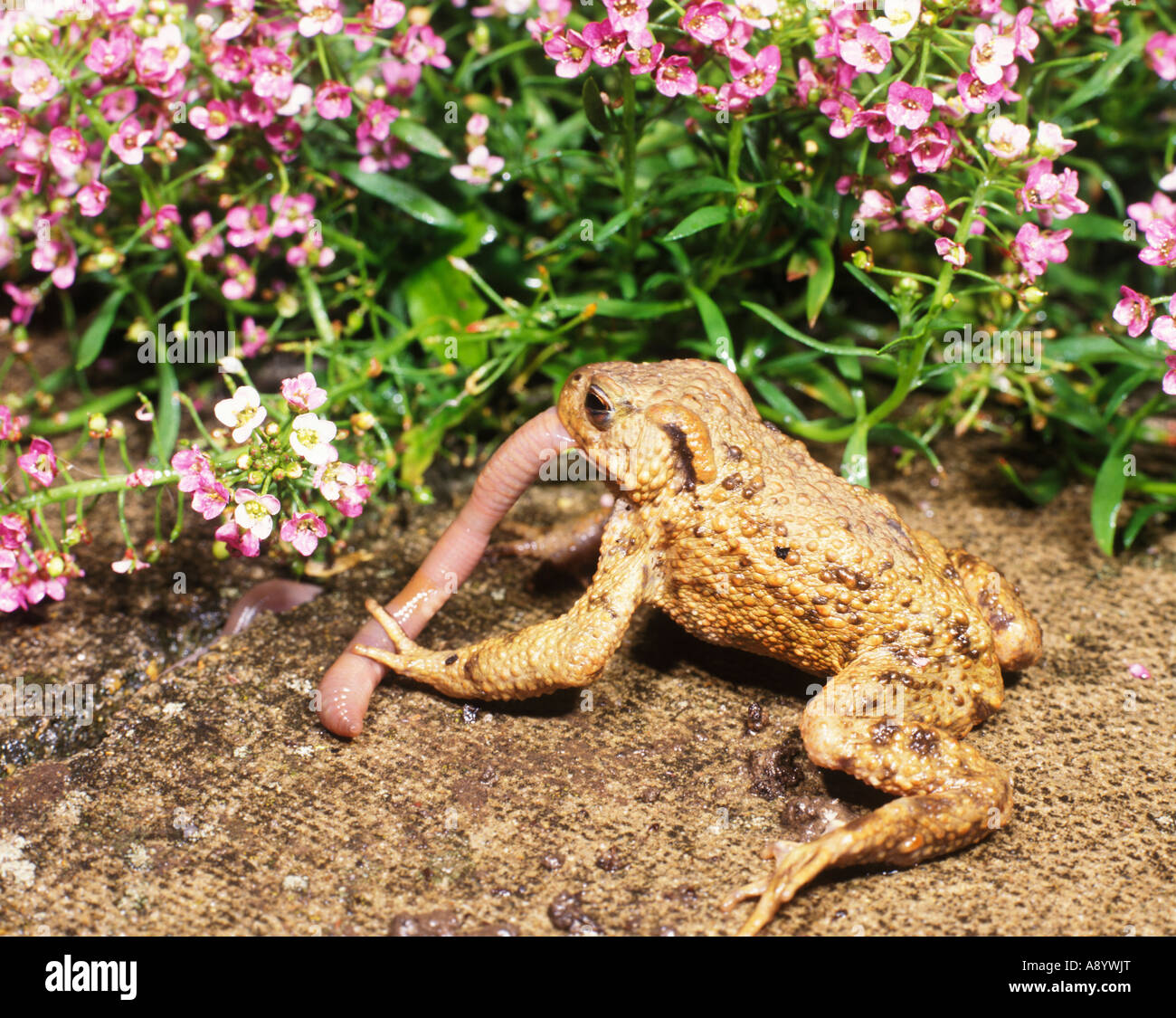 Toad eating worm hi-res stock photography and images - Alamy