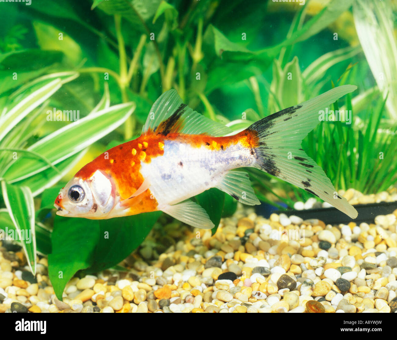 Shubunkin hi-res stock photography and images - Alamy