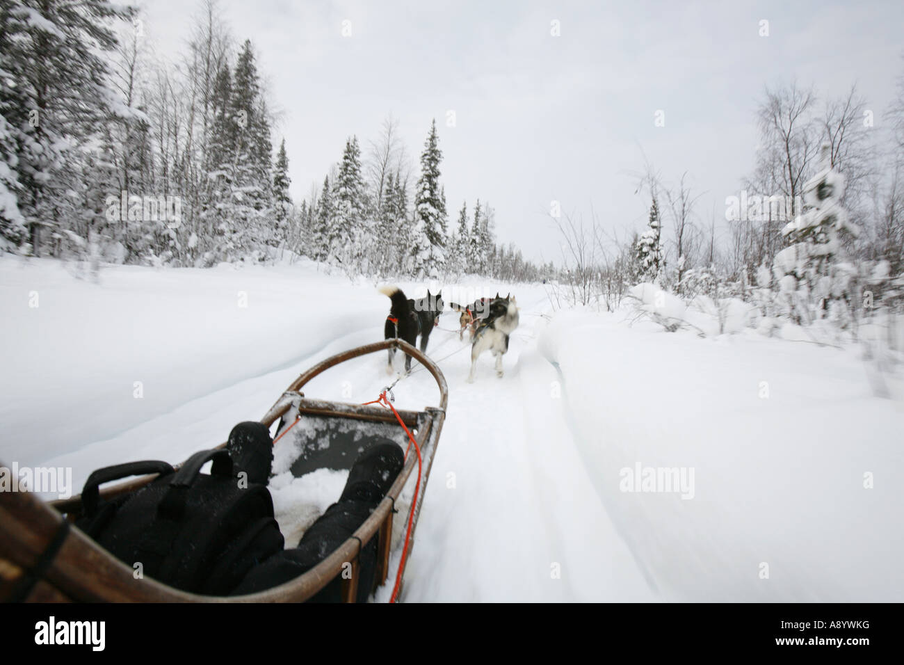 Husky dog sledding in Lapland's Arctic nature Stock Photo - Alamy