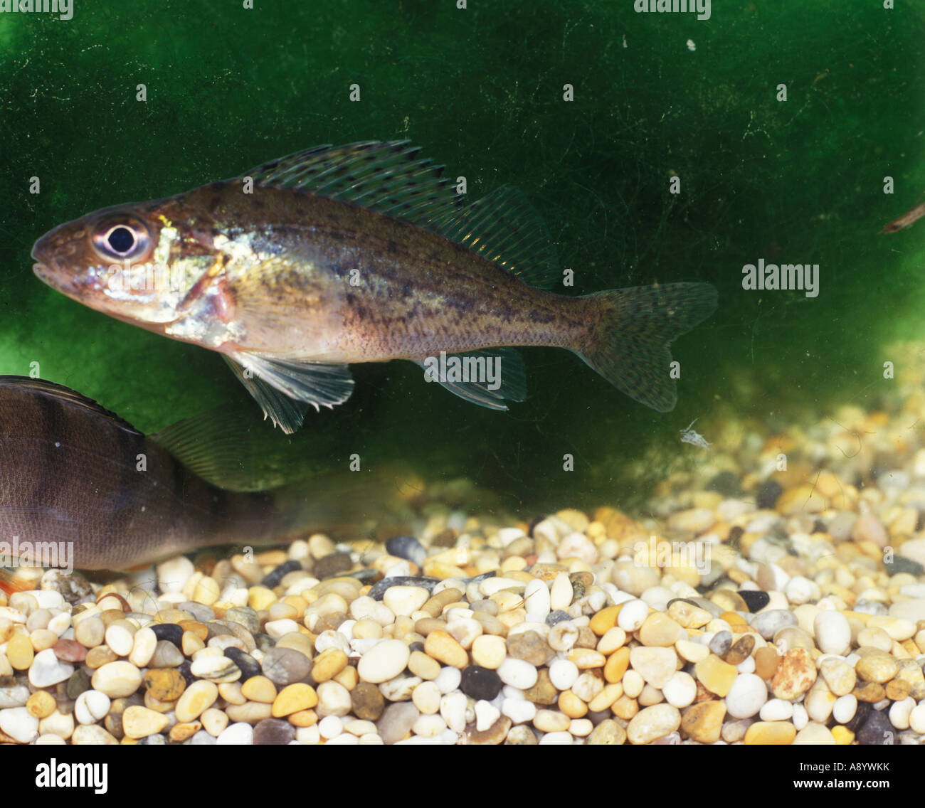 RUFFE SWIMMING SIDE VIEW Stock Photo - Alamy