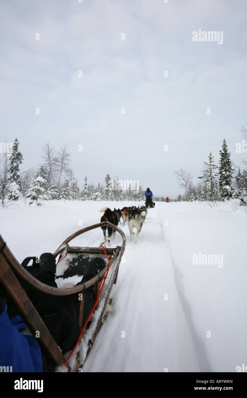 Husky dog sledding in Lapland's Arctic nature Stock Photo - Alamy