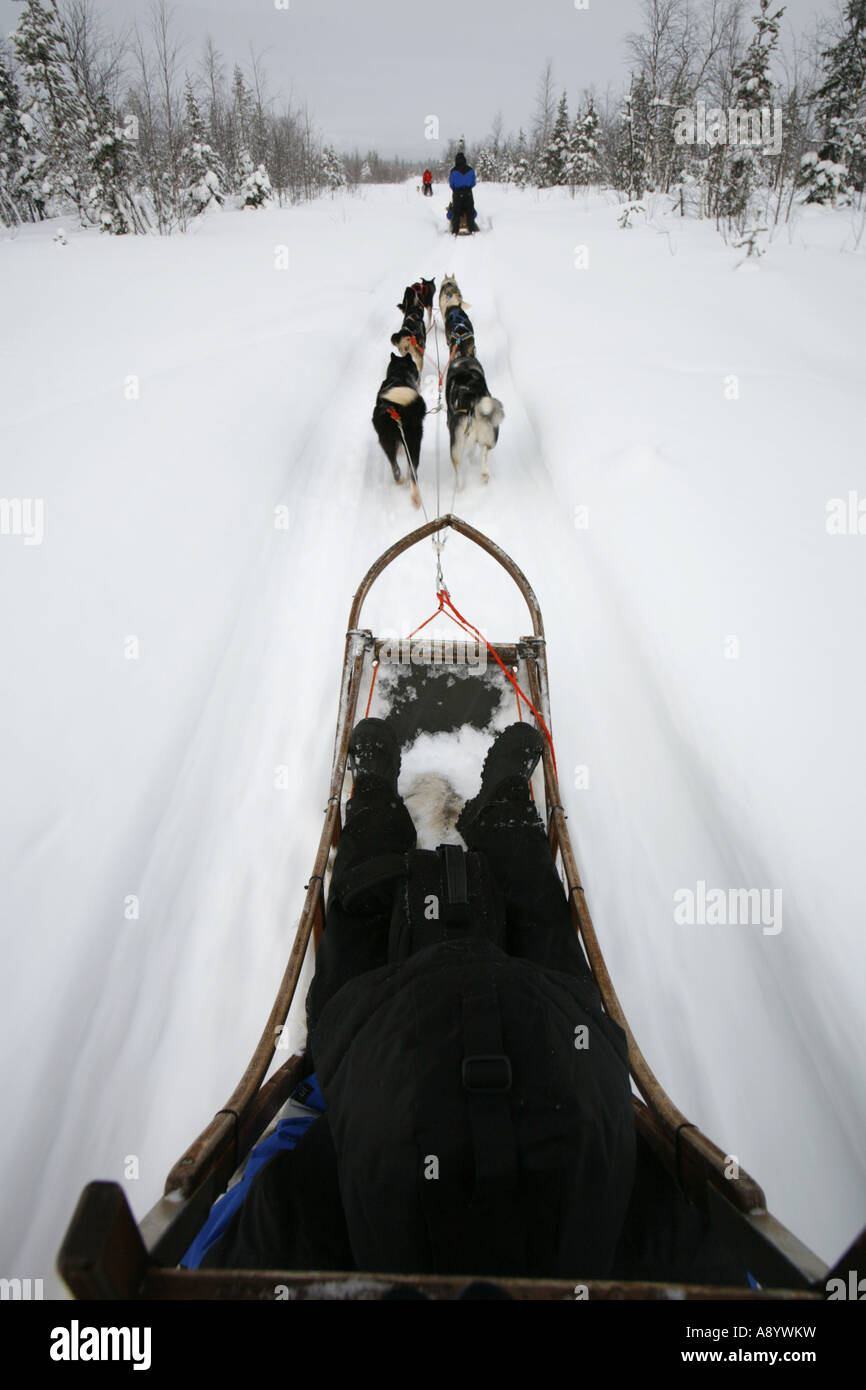 Husky dog sledding in Lapland's Arctic nature Stock Photo - Alamy