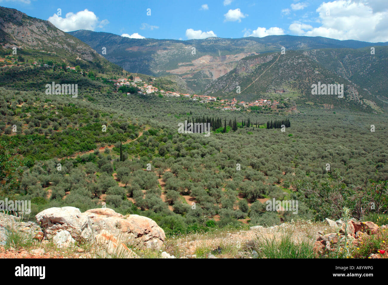 Byzantine church olive tree hi-res stock photography and images - Alamy